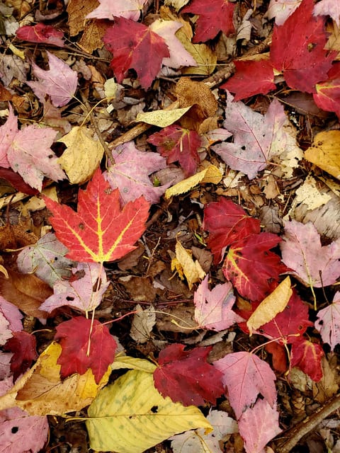 Transformative Forest Escape: Rebalance, Connect, Renew - FAQs  