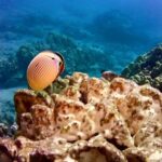 Tropical Reef & Wildlife Boat Snorkel Adventure - The Itinerary: Breaking Down the Day