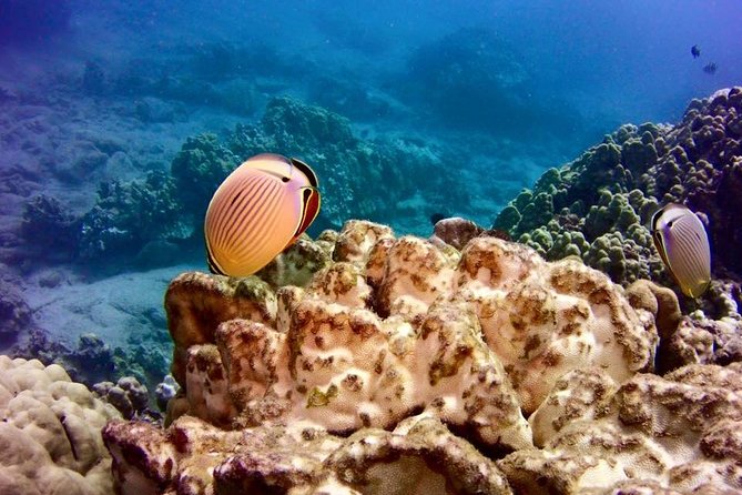 Tropical Reef & Wildlife Boat Snorkel Adventure - The Itinerary: Breaking Down the Day