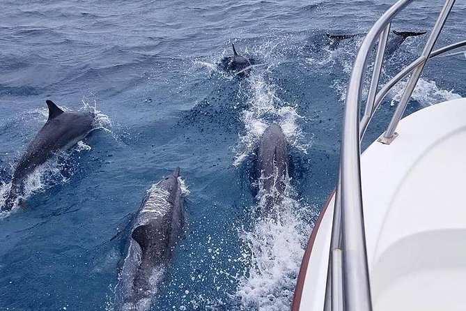 Tropical Reef & Wildlife Boat Snorkel Adventure - Who Should Consider This Tour?