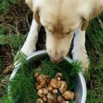 Truffle Forage and Feast - Key Points