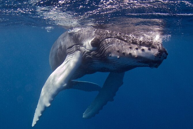 Try Scuba Diving in Kauai From a Boat for Non-Certified Divers - What’s Included and What’s Not