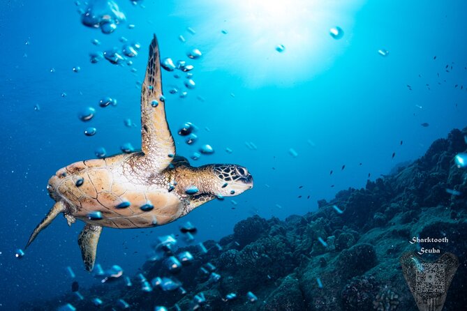 Try Scuba Diving in Kauai From a Boat for Non-Certified Divers - Practical Details and Considerations