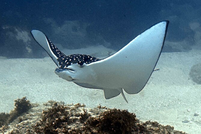 Try Scuba Diving in Kauai From a Boat for Non-Certified Divers - Authentic Experiences and Reviews