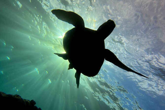 Try Scuba Diving in Kauai: No Experience Needed - In-Depth Review of the Kauai Try Scuba Tour