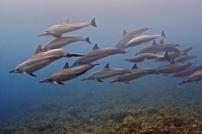 Try Scuba Diving in Kauai: No Experience Needed - Final Thoughts