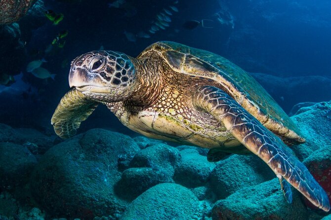 Try Scuba Diving on Kauai with Sea Turtles - A Genuine Look at the Kauai Scuba Experience