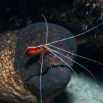 Try Scuba Diving on Kauai with Sea Turtles - Who Will Love This Tour?