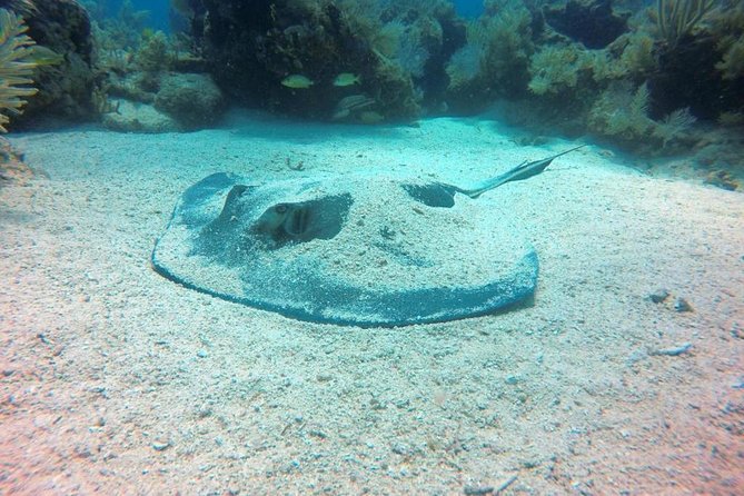 Try Scuba Diving with Professional Scuba Instructor - Key Points