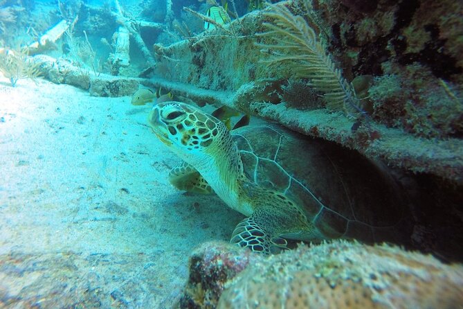 Try Scuba Diving with Professional Scuba Instructor - Pricing and Value for Money