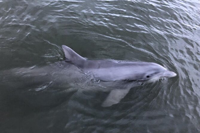 Tubing and Dolphins with Up to 12 Guests - Who Should Consider This Tour?