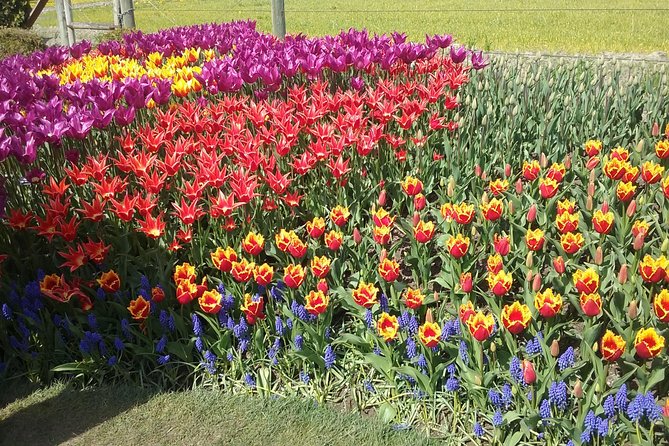 Tulip Festival and Skagit Valley Tour - An In-Depth Look at the Skagit Valley Tulip Festival Tour