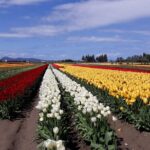 Tulip Festival and Skagit Valley Tour - The Sum Up