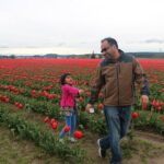 Tulip Festival at Skagit Valley ,La Conner and Deception Pass - The Practicalities: What to Expect