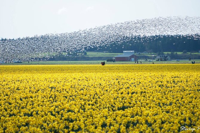 TULIP Festival @ Skagit Valley, La Conner & Deception Pass in SUV - FAQ