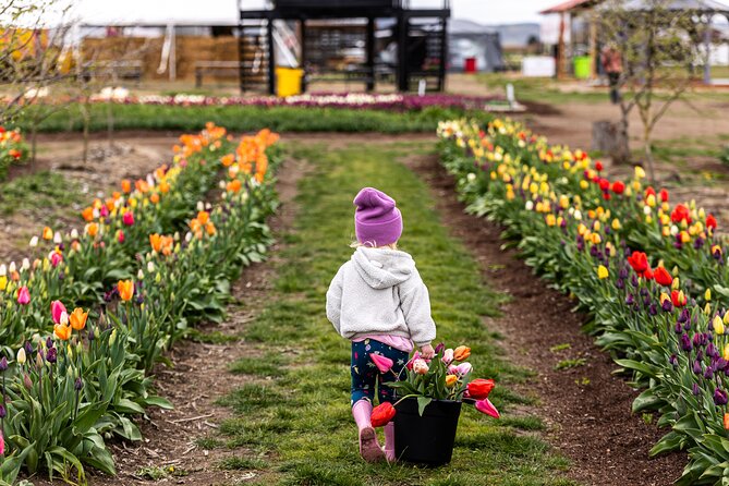 Tulip Valley Farms U Pick Experience - Who Will Love This Experience?