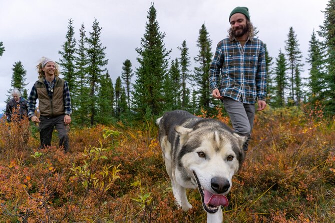 Tundra Walk with Free Running Sled Dogs - Key Points  