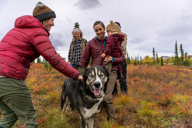 Tundra Walk with Free Running Sled Dogs - An Honest Look at the Tundra Walk Experience