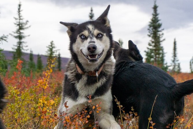 Tundra Walk with Free Running Sled Dogs - The Sum Up