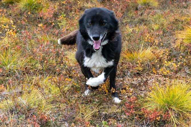 Tundra Walk with Free Running Sled Dogs - FAQ