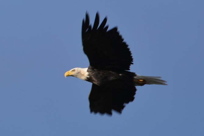 Turnagain Arm and Portage Valley Private Tour - Why Choose the Turnagain Arm and Portage Valley Private Tour?