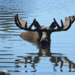 Turnagain Arm and Portage Valley Private Tour - Who Will Love This Tour?
