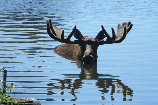 Turnagain Arm and Portage Valley Private Tour - Who Will Love This Tour?
