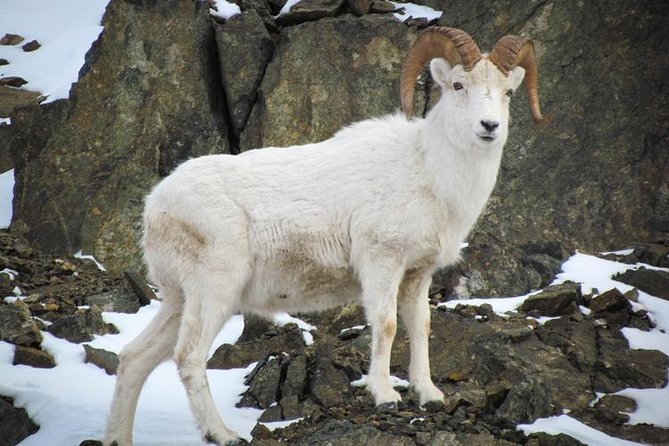 Turnagain Arm Tour - The Practicalities: What You Need to Know