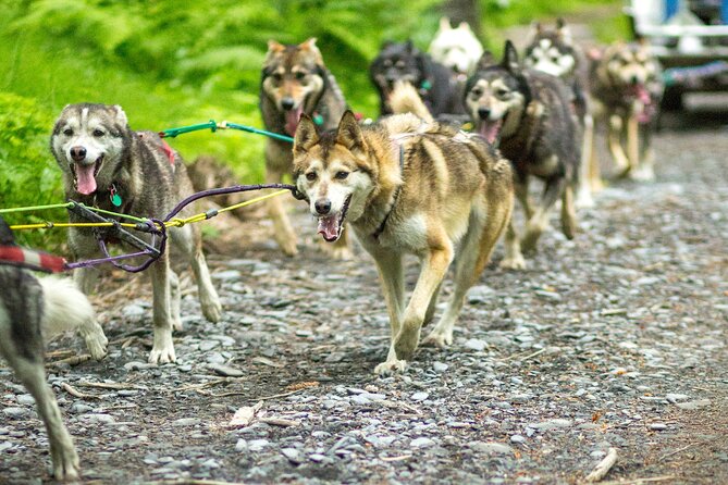 Turning Heads Kennel Dogsledding Experience & Tour - The Experience: A Thorough Breakdown