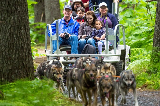Turning Heads Kennel Dogsledding Experience & Tour - The Sum Up