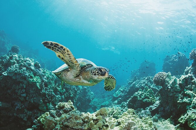Turtle Canyon Snorkel Adventure in Waikiki, Oahu - Price and Value