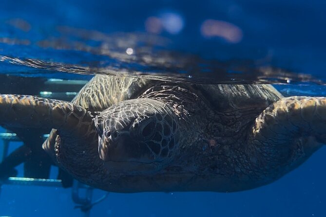 Turtle Canyon Snorkel from Waikiki: Turtles Guaranteed - Practical Tips for a Smooth Experience