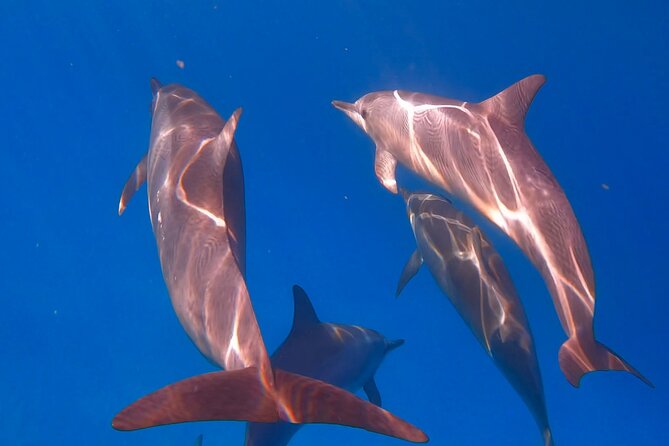 Turtle Canyon Snorkel from Waikiki: Turtles Guaranteed - Final Thoughts