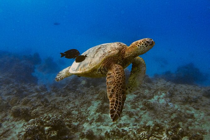 Turtle Canyon Snorkel from Waikiki: Turtles Guaranteed - FAQ