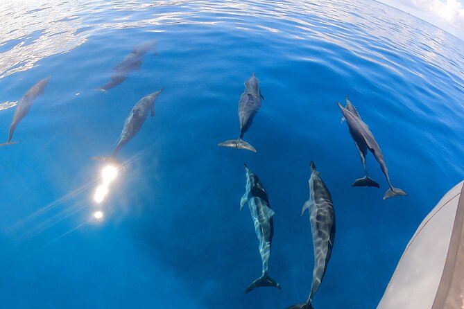 Turtle Canyon Snorkel: Semi Private Boat Tour - Practical Details & Value