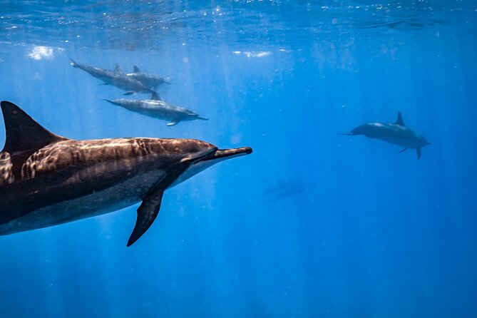 Turtle Canyon Snorkel: Semi Private Boat Tour - The Sum Up