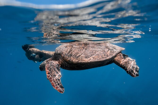 Turtle Canyon Snorkel: Semi Private Boat Tour - FAQ