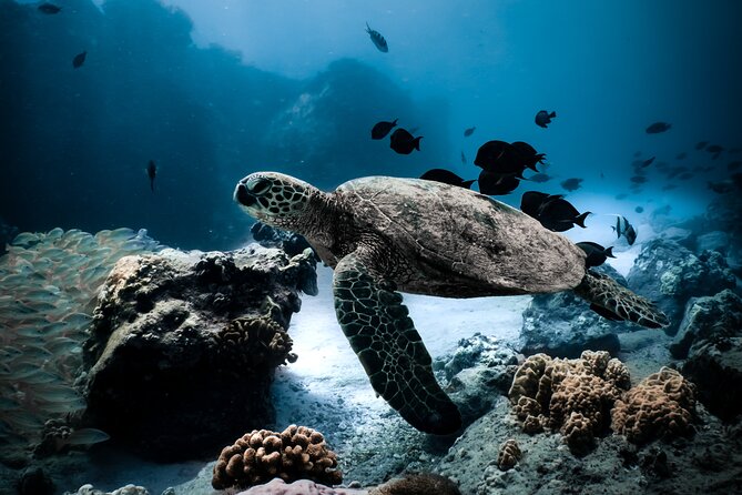 Turtle Canyon Snorkel Tour - Semi-private: 6 passenger max - The Practical Details