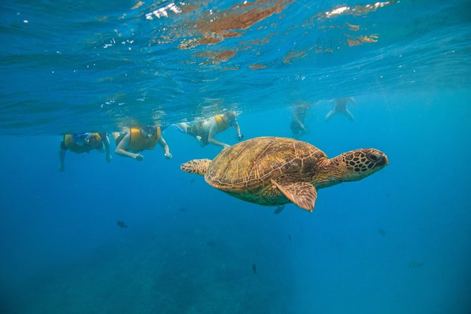 Turtle Canyons Snorkel Excursion from Waikiki, Hawaii - Who Will Enjoy This Tour?