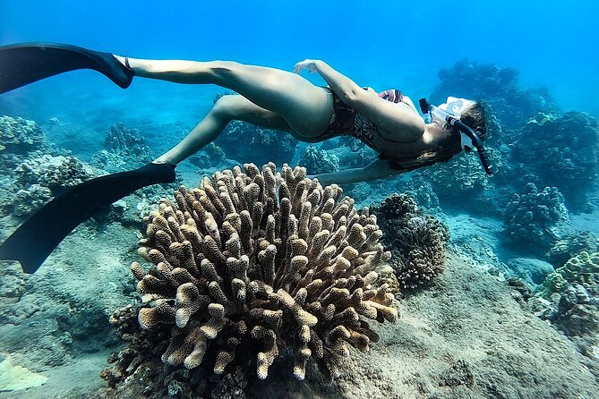 Turtle Gardens West Maui Snorkel Tour - Authentic Encounters and Expert Guides