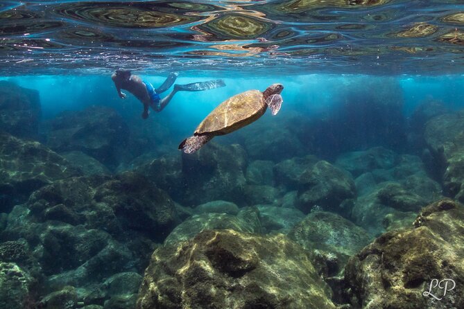 Turtle Gardens West Maui Snorkel Tour - Practical Tips for a Great Experience