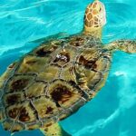 Turtle Hospital and Lower Florida Keys Day Trip from Key West - Key Points