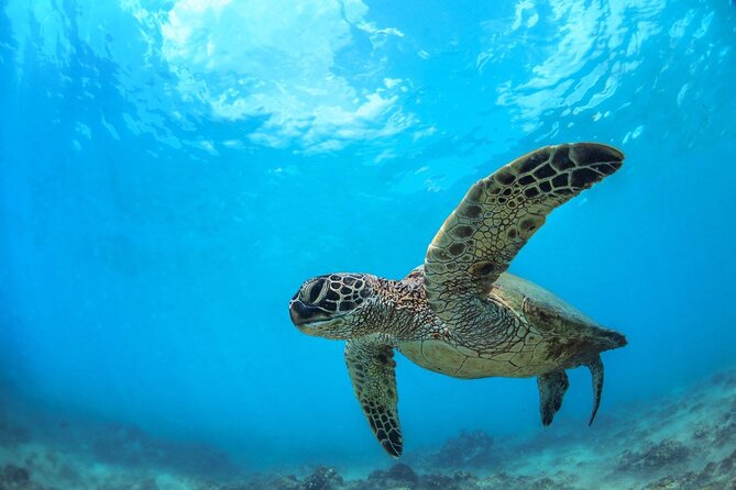 Turtle Reef Kayak Tour of Makena, Maui - Key Points