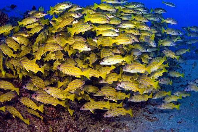 Turtle Reef Kayak Tour of Makena, Maui - What to Expect from the Tour