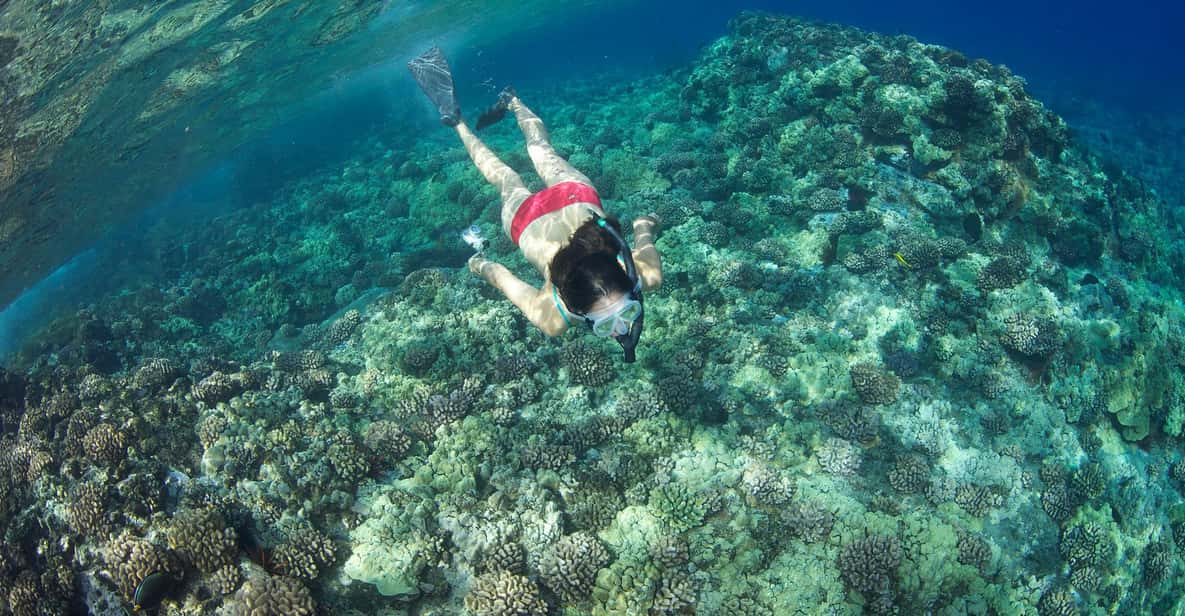 Turtle Reef Snorkel Adventure - Turtle Reef Snorkel Adventure Review: Exploring Maui’s Underwater World