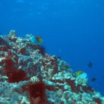 Turtle Reef Snorkel Adventure - An In-Depth Look at the Turtle Reef Snorkel Adventure