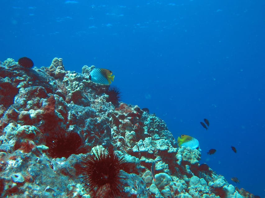 Turtle Reef Snorkel Adventure - An In-Depth Look at the Turtle Reef Snorkel Adventure