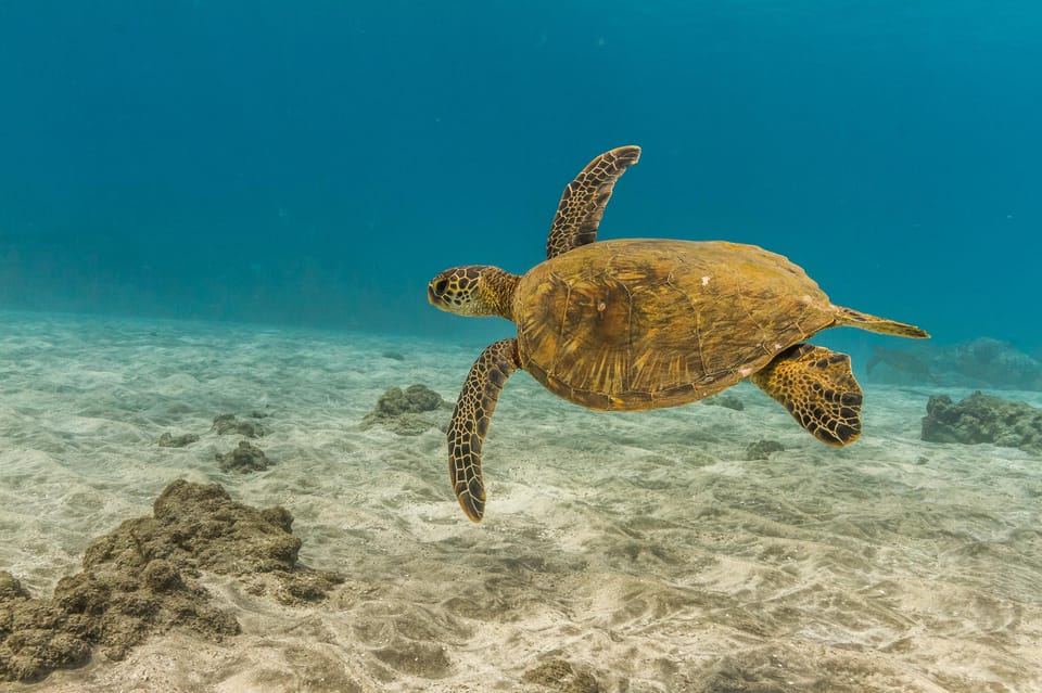 Turtle Reef Snorkel Adventure - Who Would Love This Tour?