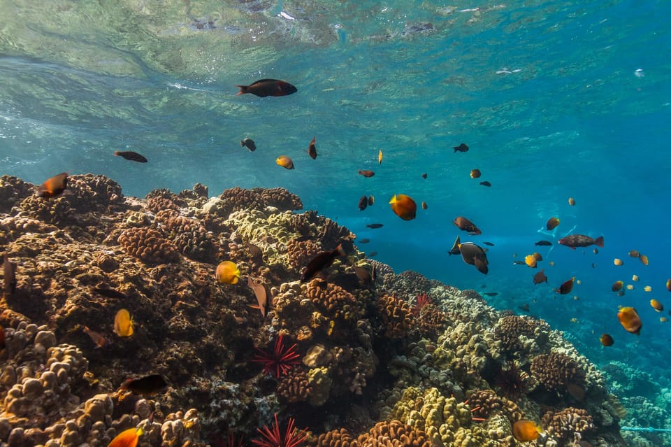 Turtle Reef Snorkel Adventure - FAQ