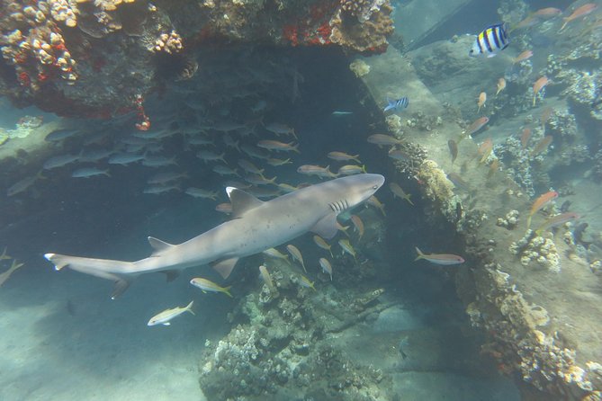 Turtle & Shark Scuba Dive in Lahaina: Certified - Why You Should Book This Tour